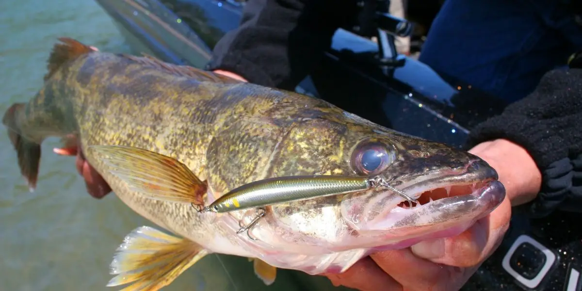 What Is The Best Hook Size For Walleye Ice Fishing? - FishFinder HQ