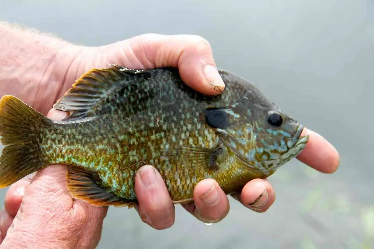 Beginners Guide for Catching Bluegill in Summer and Winter